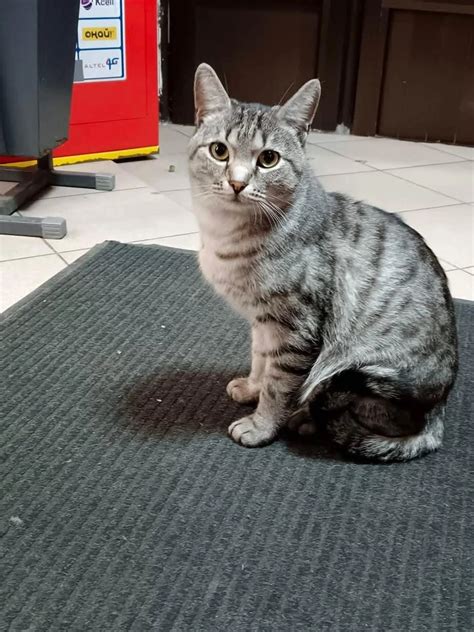 Информационная страница ️ помогаем информационно НайденКот Алматы НайденаКошка Алматы В