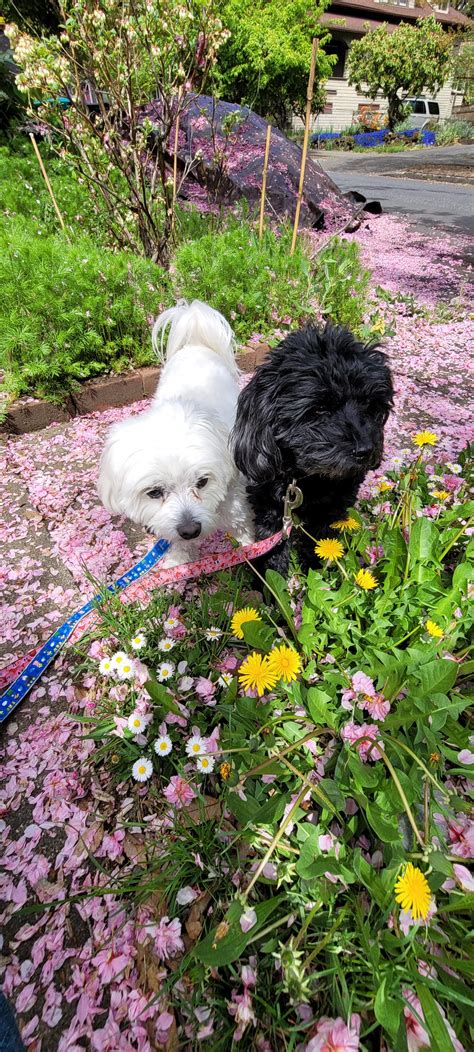 Heres Kirby And Luigi With Name Appropriate Collars And Leashes