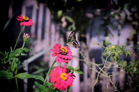 Butterfly Java Mediatek