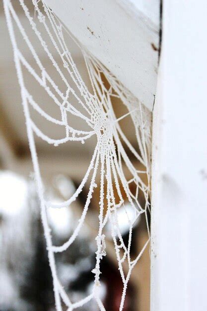 Premium Photo Close Up Of Spider Web On Ice