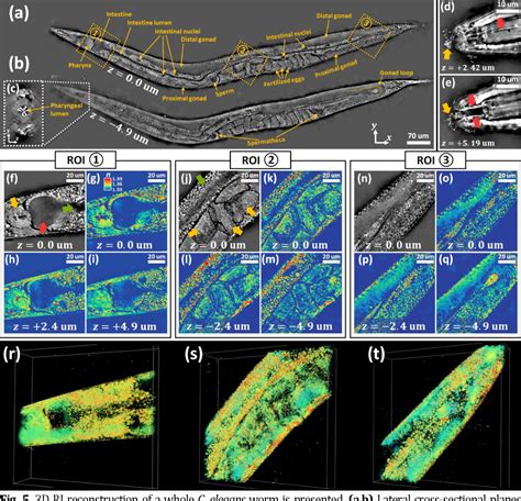 Figure 2 From High Resolution 3d Refractive Index Microscopy Of