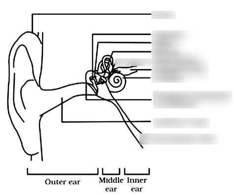 Psych Ear Diagram Diagram Quizlet