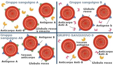 Gruppo Sanguigno