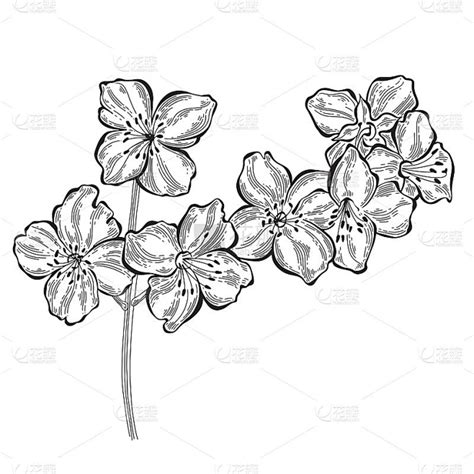 开花的茉莉分支。草图。手绘轮廓矢量插图，孤立的花卉元素的设计在白色的背景。线的艺术。素材 花瓣网