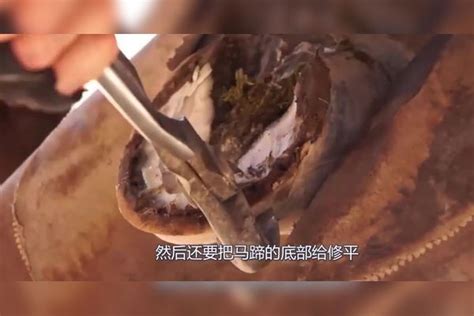 为什么驯养的马需要定期换马掌野马却不用 马掌 驯养 野马