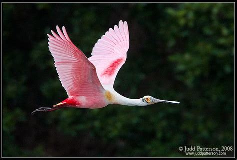 Roseate Spoonbill Flying Over Tampa Bay