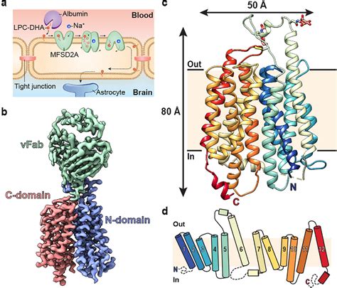 Figure 1 From Structural Basis Of ω−3 Fatty Acid Transport Across The