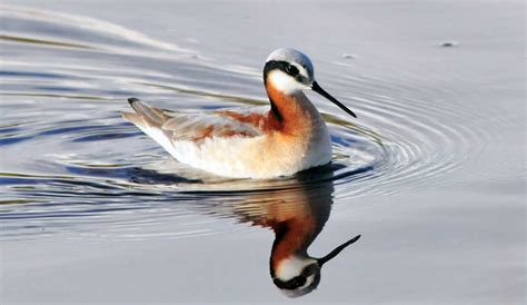 Wilsons Phalarope Wilsons Phalarope Phalaropus Tricolor Feeding Hi Res
