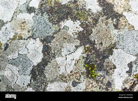 Natural Background Texture Lichen And Moss Growing On A Stone Stock