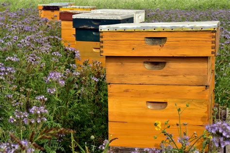 Beekeeping Equipment List Down To Earth Home Garden And T