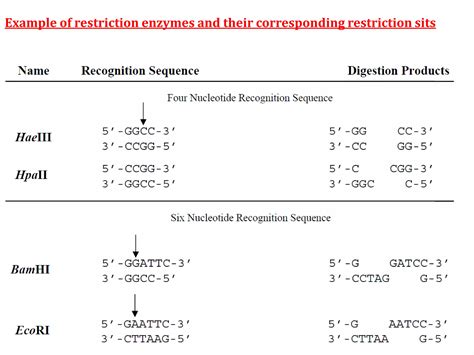 restriction mapping pdf