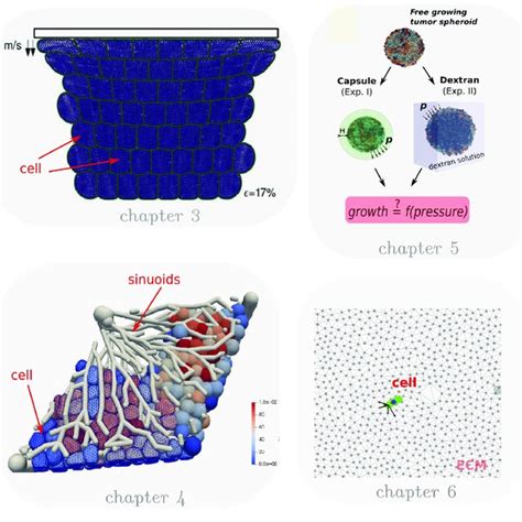 10 A Schematic Representation Of The Cell Protrusion Element And