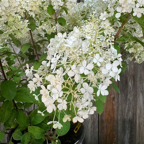 Hydrangea Panicle Bobo Wasson Nursery