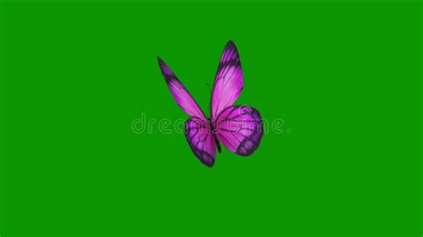 Butterflies Top Resolution Green Screen Footage 4k Stock Footage