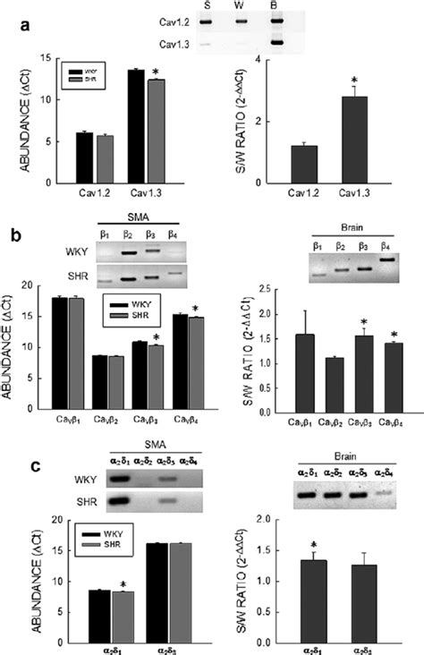 Gene Expression Of Ca V Subunits In Small Mesenteric Arteries Sma
