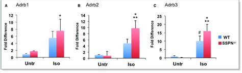 Sspn Null Mice Have A Blunted Response To B Adrenergic Stimulation