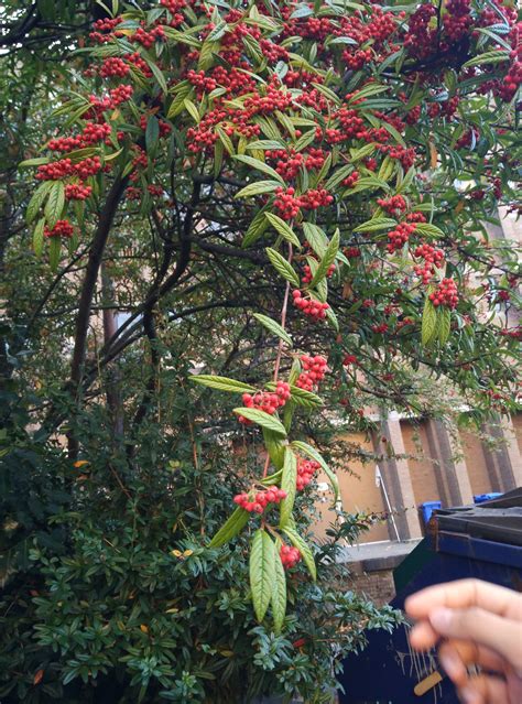 Cotoneaster Salicifolius Trees And Shrubs 2