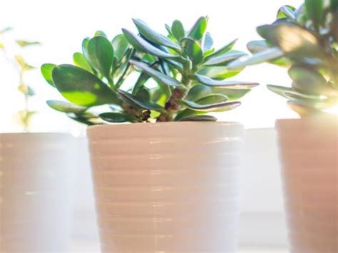 ¿cuáles Son Las Plantas Que Atraen El Dinero Según El Feng Shui