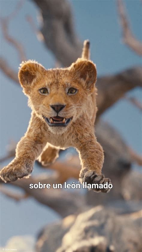 Mufasa El Rey León Zazú Está De Vuelta ¡ya En Cines Zazú No Se