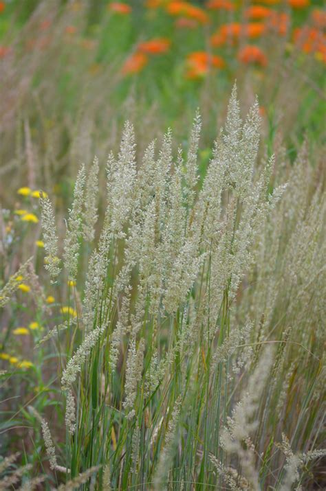 June Grass Plants Silver Falls Seed Company Junegrass Prairie
