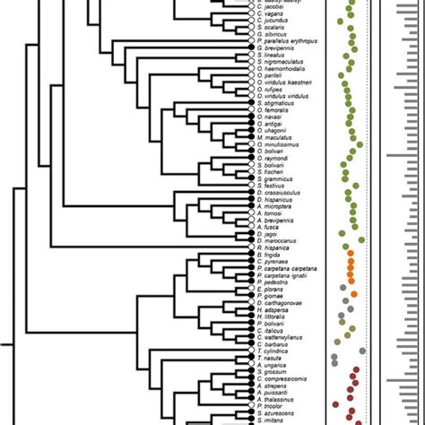 Variation In Degree Of Sexual Size Dimorphism Ssd And Length Of The