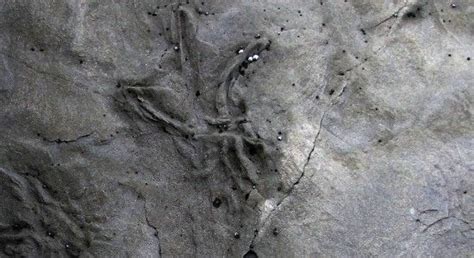 Oldest Fossil Birds In Australia Cretaceous Making Them The