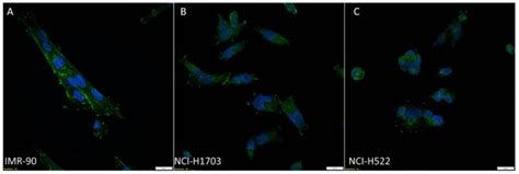 Human Lung Fibroblast Cell Line Imr 90 Atcc Bioz
