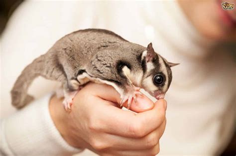 Sugar Glider Care Sheet Sugar Glider Care Sugar Glider For Sale