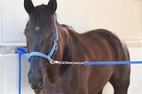 ユーバーレーベンに屈腱炎再発の疑い オークスv後に発症したところと同じ箇所 競馬ニュース・特集なら東スポ競馬