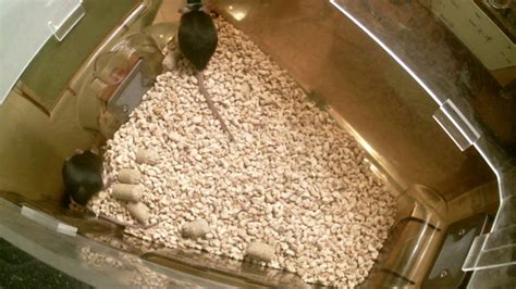 Micetest Instance Segmentation Dataset By Micelabel