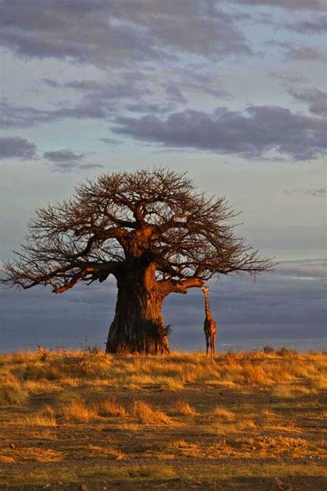 Giraffe Eating From Tree Smukke Steder Landskab Natur