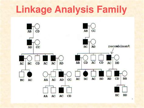 Ppt Searching Microsatellite Markers For Mapping A Disease Gene