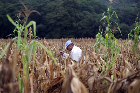 Fenómeno Del Niño Empeoró Situación Alimentaria En El País Informarse