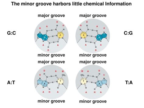 Ppt Dna Binding Domains Structural Considerations Of The Dna Double Helix Powerpoint