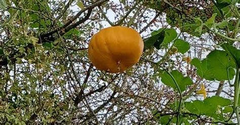 Mervans Une courge a poussé sur une branche darbre