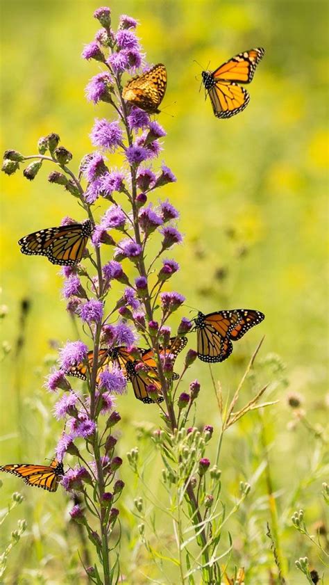 Bing Hd Wallpaper Butterfly Fly Away Bing Wallpaper Gallery