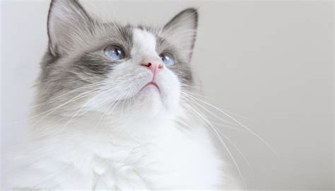 梦见好多小猫是什么意思 解梦命理 微文网维文网