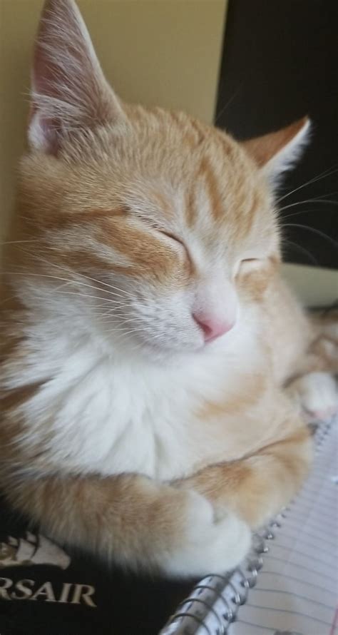 A polite one. : r/politecats