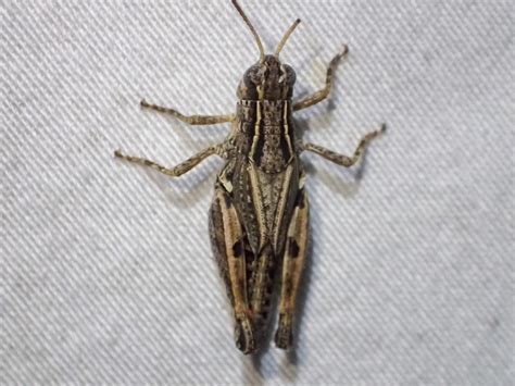 Wingless Grasshopper From Won Wron Vic 3971 Australia On March 1 2016