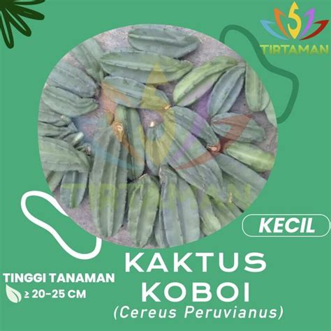 Jual Kaktus Koboi Cereus Peruvianus Shopee Indonesia