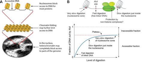 A Fully Quantitative Assay For Dna Accessibility In Chromatin A Dna
