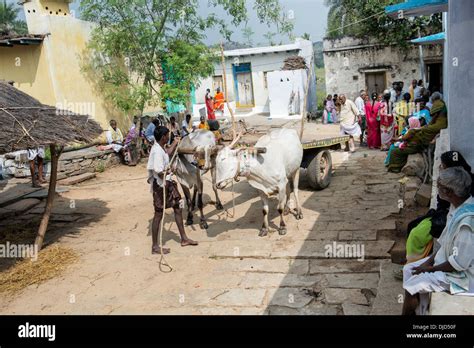 South Indian People Around A Bullock Cart Outside A Rural Indian Stock