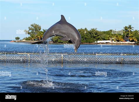 El delfín mular comunes delfines nariz de botella Tursiops truncatus