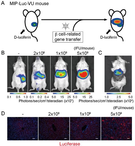 Bioluminescence Emission From The Hepatic Region Of Mip Luc Vu Mice