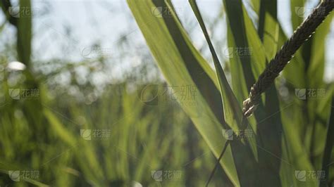 绿色的草和模糊的背景在左边