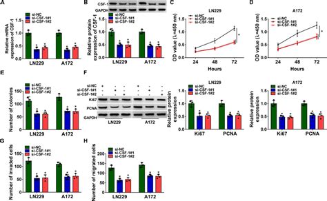 Csf 1 Knockdown Blocked Gbm Cell Proliferation Migration And Invasion