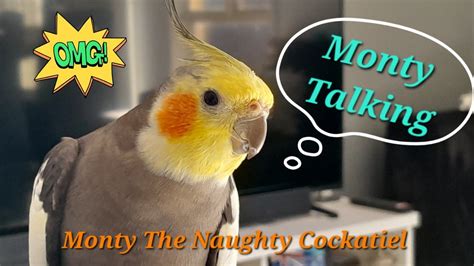 Monty The Naughty Cockatiel Talking And Being Super Cute Absolutely
