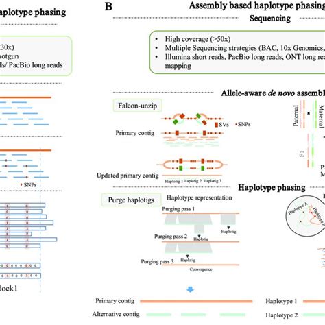 Overview Of The Two Main Classes Of Haplotype Phasing Strategies The