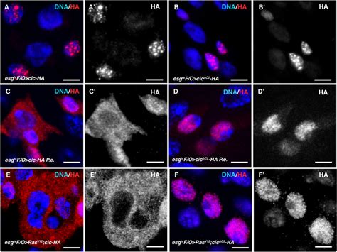 Egfr Signaling Controls Cic Subcellular Localization In Iscs A B