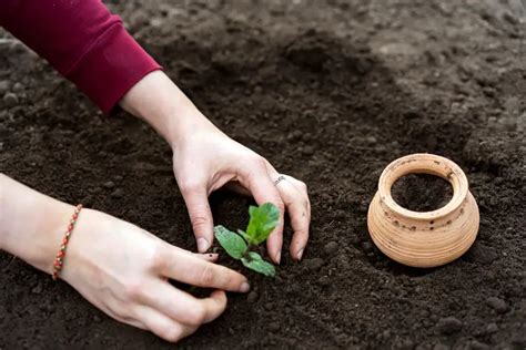 When To Plant Mint What You Need To Know Gardening Chief